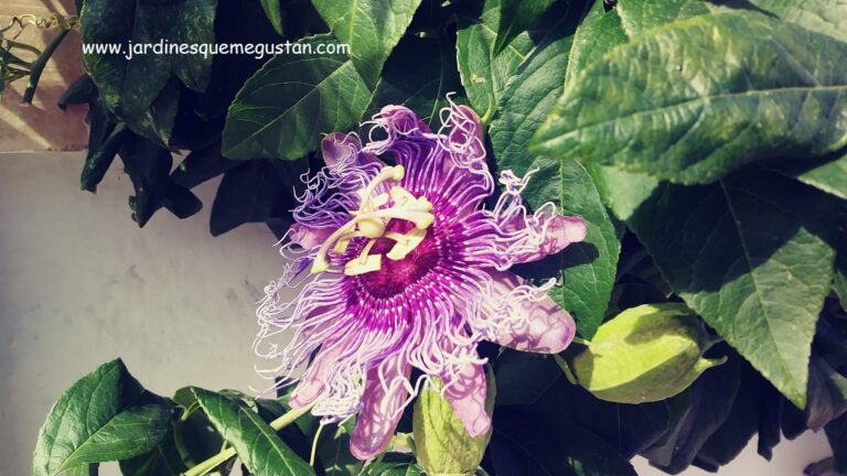 Cuál es el significado de la flor del cardo