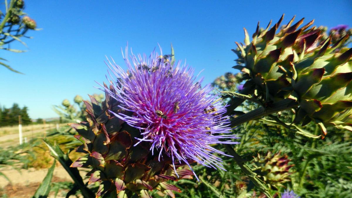 Cuál es la flor del cardo
