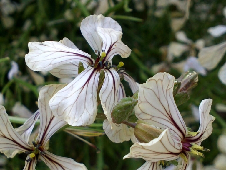 Qué hacer con la flor de la rúcula