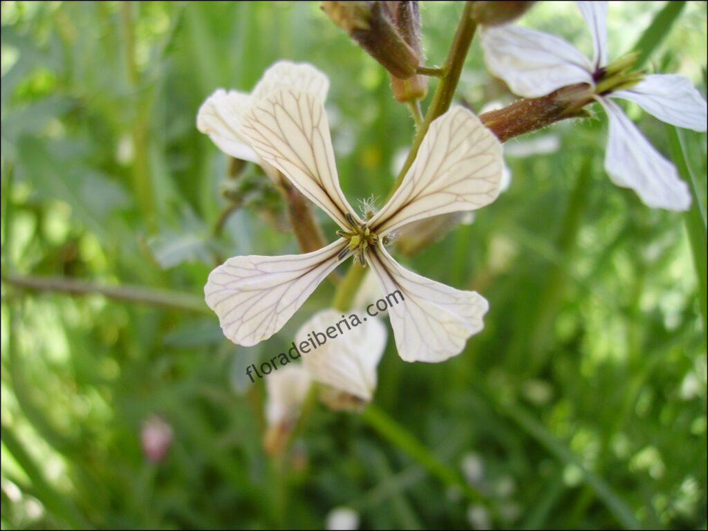 Qué se hace con la flor de la rúcula